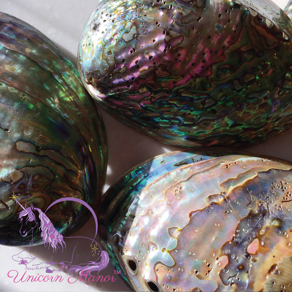 Abalone Mermaid Large Shell Natural | unicornmanor